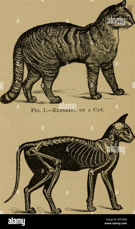 Cat Classification Chart At Dean Isaac Blog