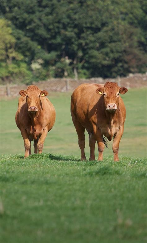 Worming Cattle At Grass Perkins Ltd
