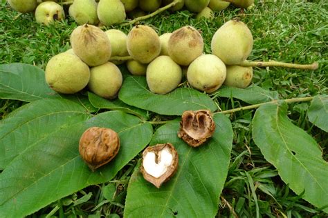 Wild Harvests Manchurian Walnut Another Street Tree