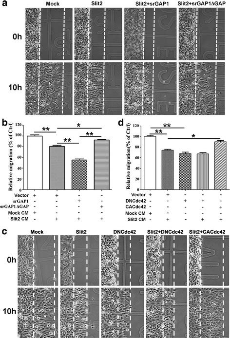 Srgap1 Mediates The Migration Inhibition Effect Of Slit2 Robo1 In Colorectal Cancer Pmc