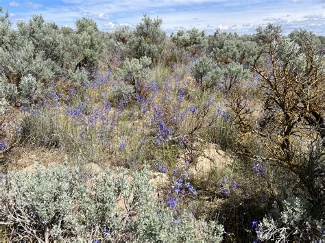 Sagebrush In Washington