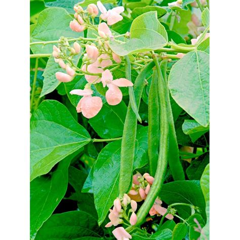 Runner Bean Flowers Edible Best Flower Site