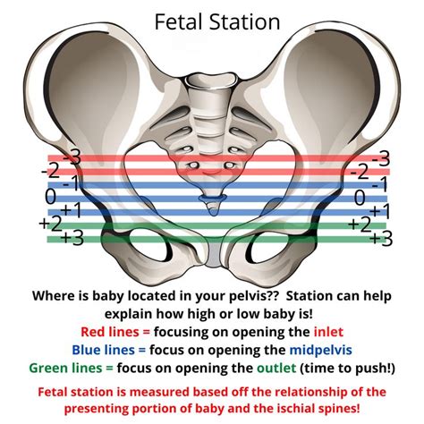Stations In Pregnancy Fetal Station Labor Dilation Station