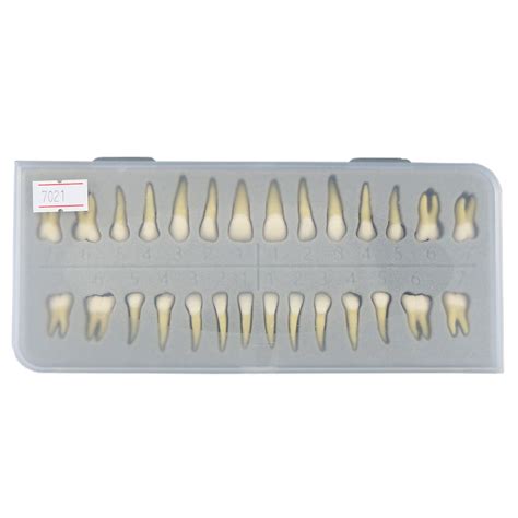 28pcs Bovenste En Onderste Dental 11 Natuurlijke Vicedeal