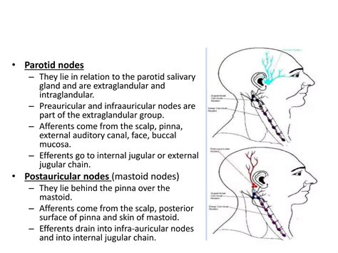 Anatomy Etiology Clinical Evaluation Of Neck Nodes Pptx
