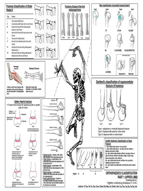 Orthopaedics Classificationpdf Vertebral Column Vertebra