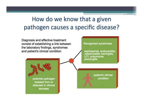 Clinical Bacteriology 1 22 Pdf Pdf Infectious Diseases Diseases And Conditions