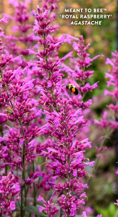 Meant To Bee® Royal Raspberry Anise Hyssop Agastache Hybrid