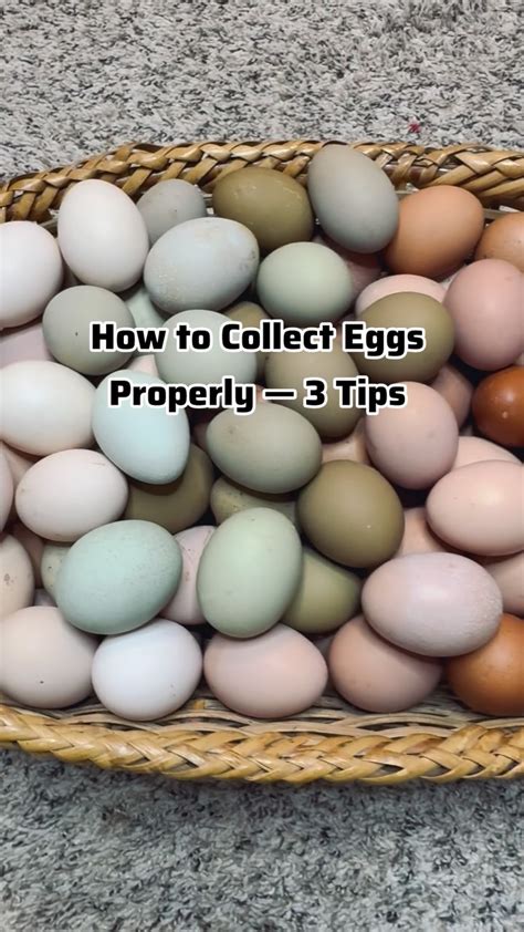 Collecting Eggs Heres What Most People Get Wrong These 3 Simple Tips Will Help You Keep Your