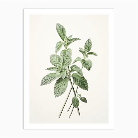 Mint Vintage Botanical Herbs 0 Art Print By Whimsical Meadows Fy
