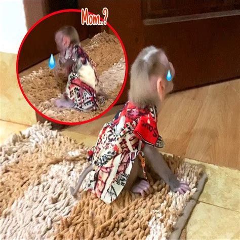 Poor Innocent Monkey Crying Temper Front Of The Door She Really Misses