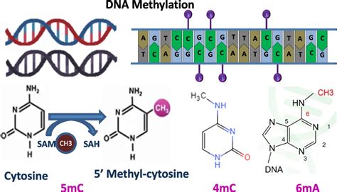 5mc 6 Ma 4mc Methylation Composition And Structure Download Scientific Diagram