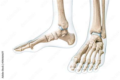 Poster Feet And Ankle Bones With Body Contours 3d Rendering