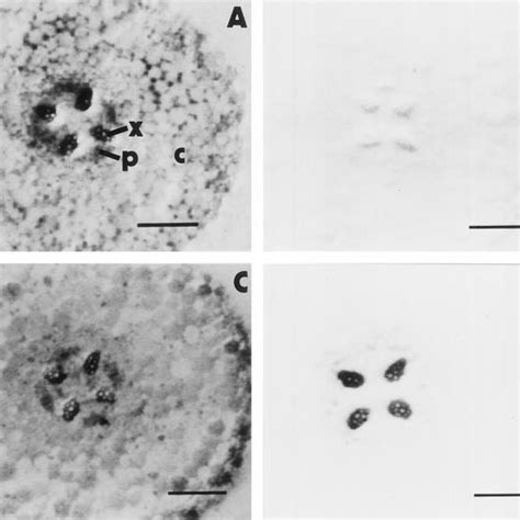Localization Of Peroxidase Activity Tissue Prints Of Cross Sections