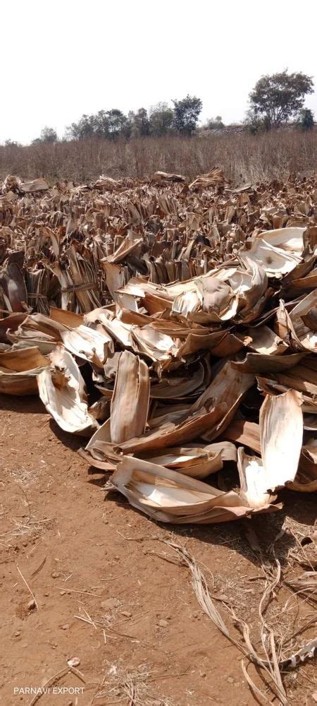 Raw Areca Palm Leaf At ₹ 4piece Areca Leaf Plates In Cuttack Id 2855701462148