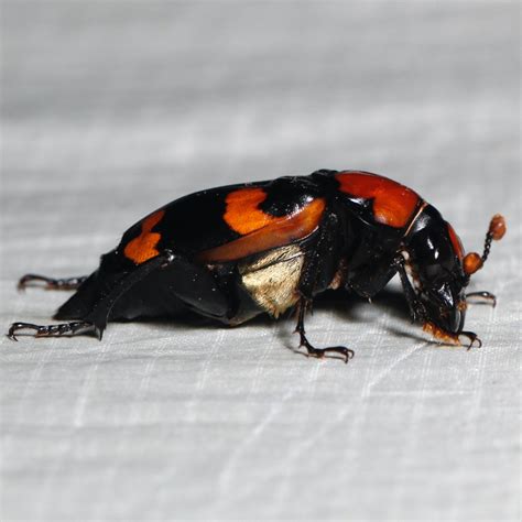 Nicrophorus Americanus American Burying Beetle Identification Facts