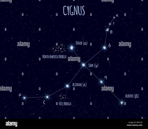 Cygnus The Swan Constellation Vector Illustration With The Names Of