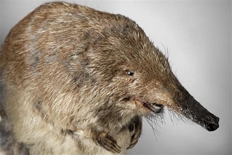 Une Nouvelle Espèce De Taupe Au Muséum Dhistoire Naturelle Muséum De