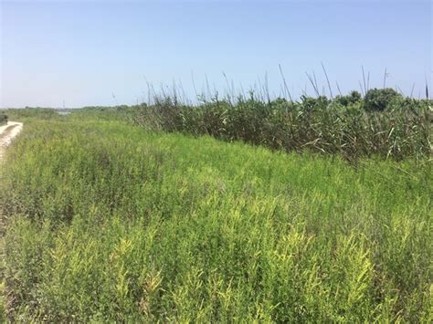 תצפית 151948 אמברוסיה ימית