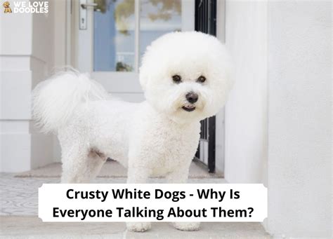 What Breed Are Crusty White Dogs At Rudolph Nagel Blog