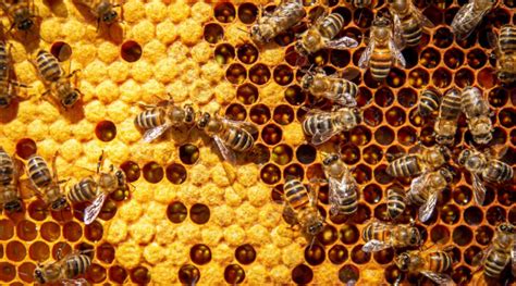 Грижи за пчелните семейства през зимата — Nrgtv