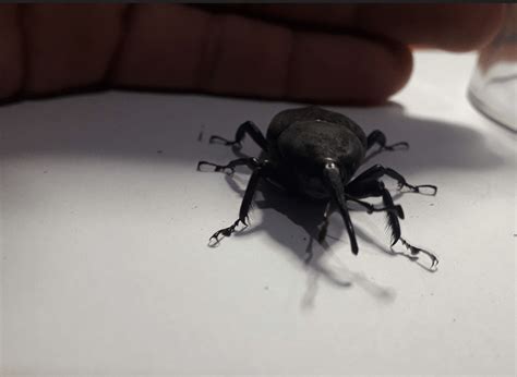 Cute Weevil R Weeviltime