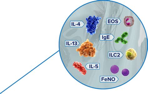 Type 2 Inflammation In Asthma