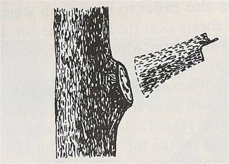 What Is Isa Standard Pruning Grow Tree Care