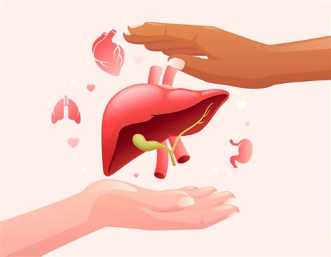 Financialcontent Nurturing Vitality A Guide To Holistic Liver Care