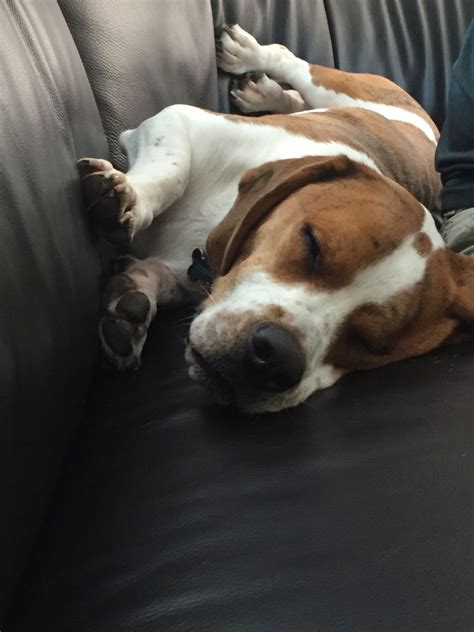 If Only I Could Relax Like This Cute Dawg Doctor11230 I Only Play