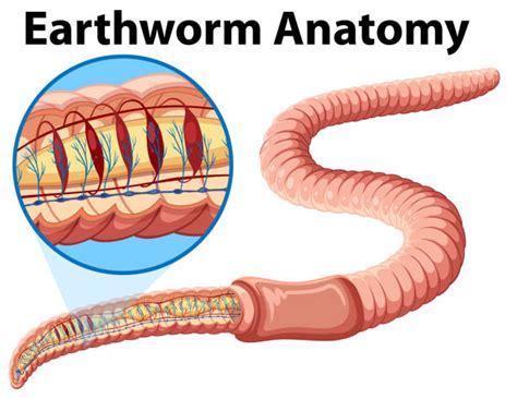 Earthworm Digestive System Diagram Earthworm Digestive System Diagram