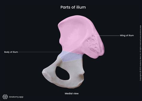 Ilium Anatomyapp
