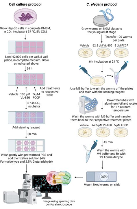 Video Author Spotlight Detection Of Mitophagy In Caenorhabditis