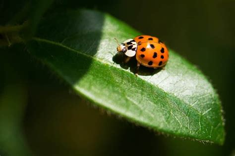 11 Spiritual Meanings When You Dream About Ladybugs