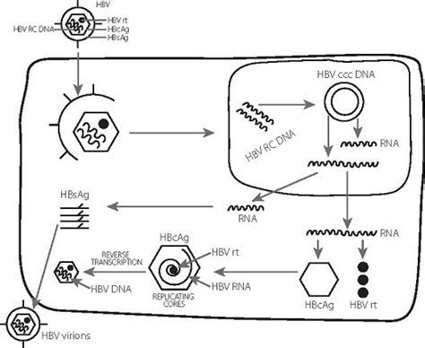 Virology Viral Replication Current Therapy And Progress To A Cure B