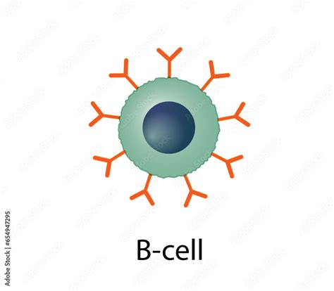 B Cell Leukocytes Plasma Cell And Memory B Cell B Cell