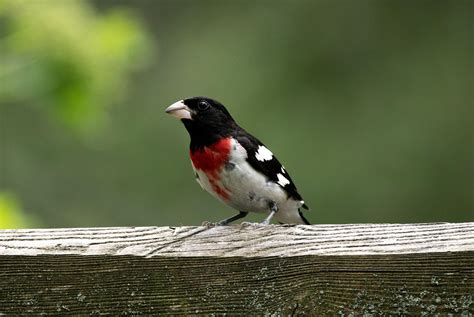 Bird Rose Breasted Grosbeak Finch Free Photo On Pixabay