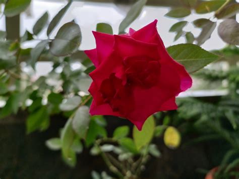 Realme GT Neo T Review An Easy Recommendation But Not At MRP TechPP