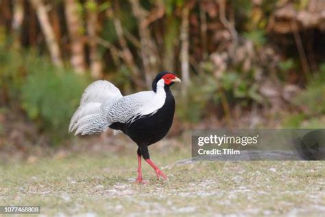 Spring Pheasants Eye Photos And Premium High Res Pictures Getty Images