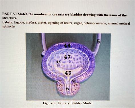 Trigone Ureter At Michael Hammons Blog