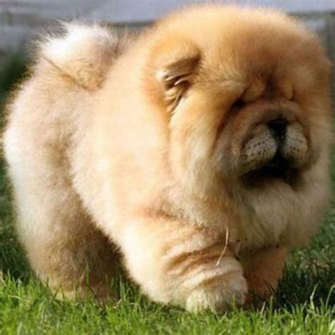 Adorable Chow Chow Puppies