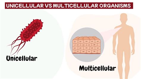 Unicellular And Multicellular Organisms Examples