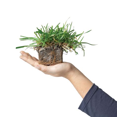 Centipede Grass Plugs Centipede Grass Repair Sodpods®