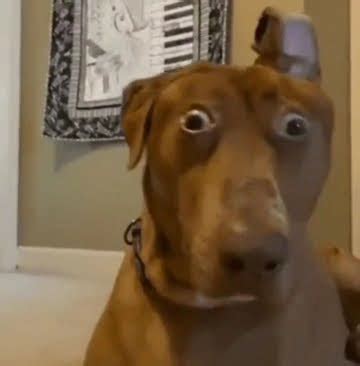 Que Verga Perro Xd Humor Waos Youtube