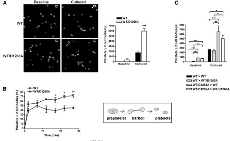 Figure 3 From Essential Role Of Class Ii Pi3k C2α In Platelet Membrane