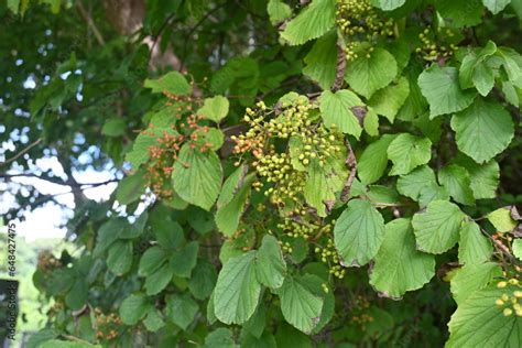 Linden Viburnum Japanese Bush Cranberry Viburnum Dilatatum