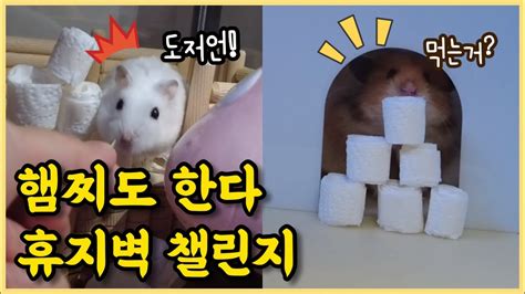 햄스토리 햄스터도 휴지벽 챌린지가 가능할까 [햄로그] 햄찌올림픽 챌린지 결과는 햄스터 키우키 골든햄스터 드워프 페디그리 Youtube