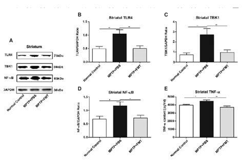 Gambar 3 A Tampakan Menilai Western Blott Pada Striatum Yang Menilai Download Scientific