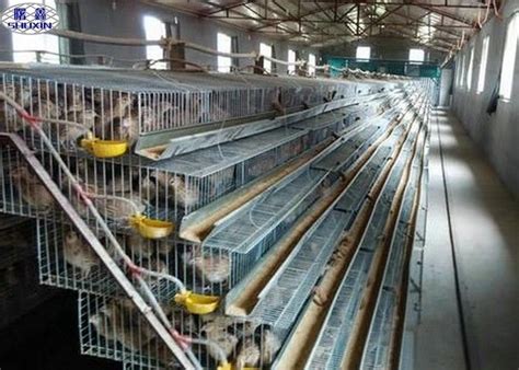 Wire Quail Cages At Dean Metoyer Blog
