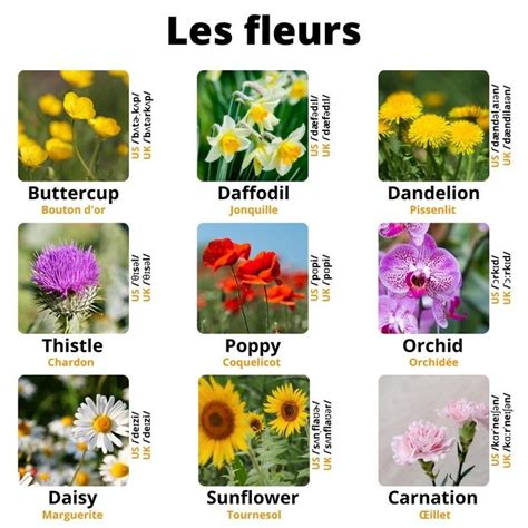 Paul Apprendre Langlais On Instagram 👆 Le Vocabulaire Des Fleurs En Anglais ️ Tu As